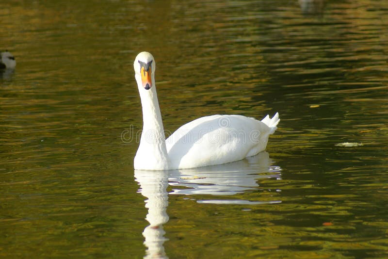 Floating swan stock photo. Image of floats, beautiful - 11538644