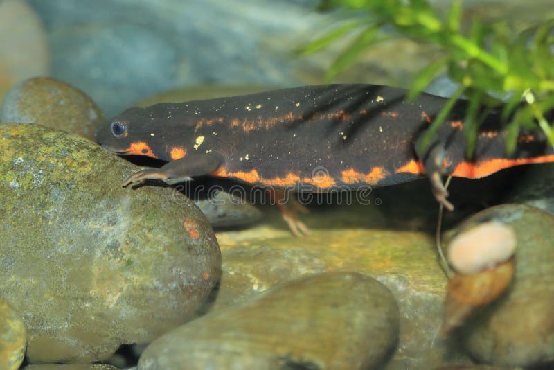 Floating Sword Tail Newt Stock Photos - Free & Royalty-Free Stock ...