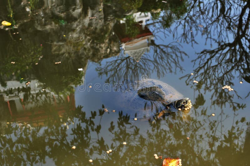Floating turtle closeup stock photo. Image of fauna, summer - 36946196