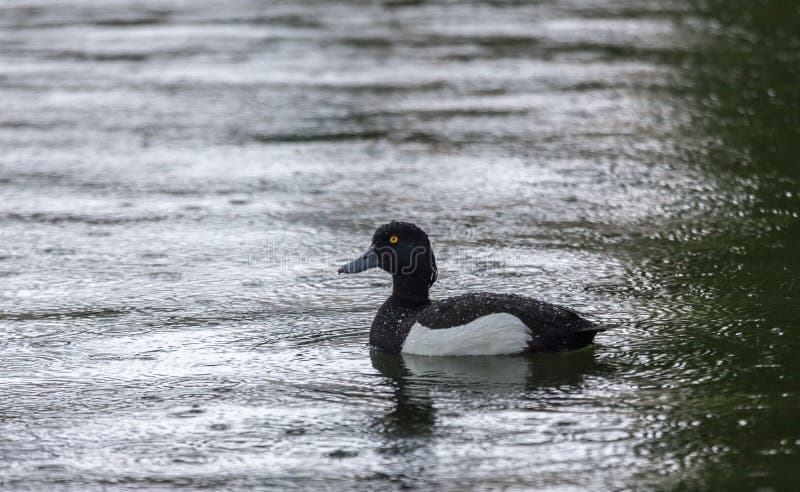 Floating under rain duck stock image. Image of duck, beak - 72668243