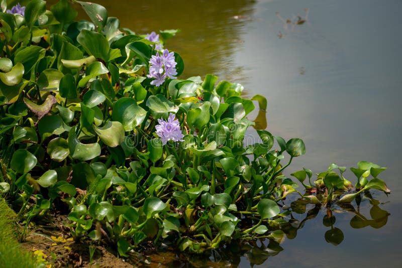 Floating water hyacinth. stock photo. Image of plant - 204131926
