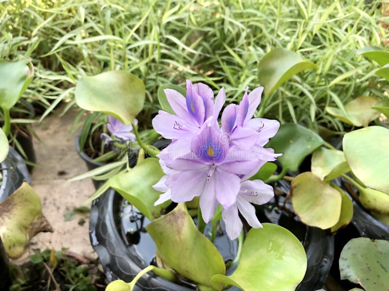 Floating water hyacinth stock image. Image of plant - 183108989