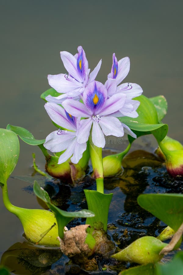 Floating water hyacinth. stock photo. Image of floating - 204131892