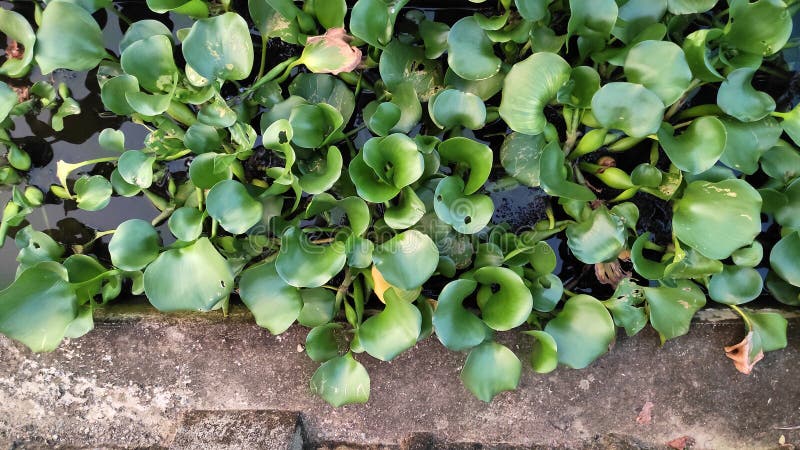 Floating Wild Plants, Green Leaves Floating Above the Water. Stock ...