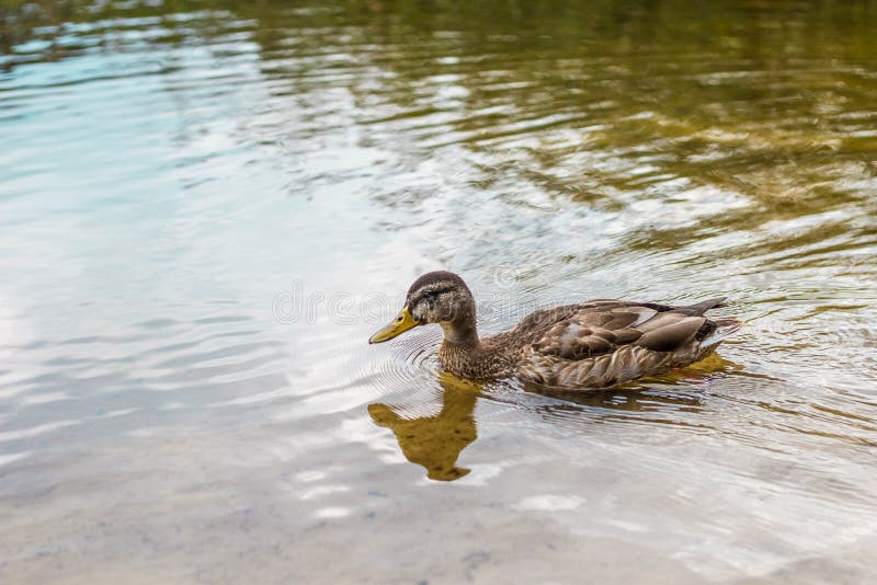 Floatin gduck stock image. Image of bird, animal, waterbird - 257050185
