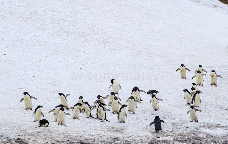 Brown Bluff on the Tabarin Peninsula - Antarctica Stock Photo - Image ...