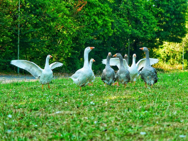 Flock of angry geese stock photo. Image of flock, green - 253208510