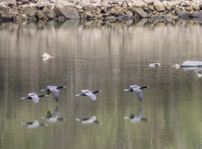 A Flock of Anhingas Fly Over the Water Showing Reflections. Stock Photo ...