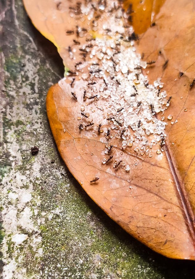 Sugarants Stock Photos - Free & Royalty-Free Stock Photos from Dreamstime