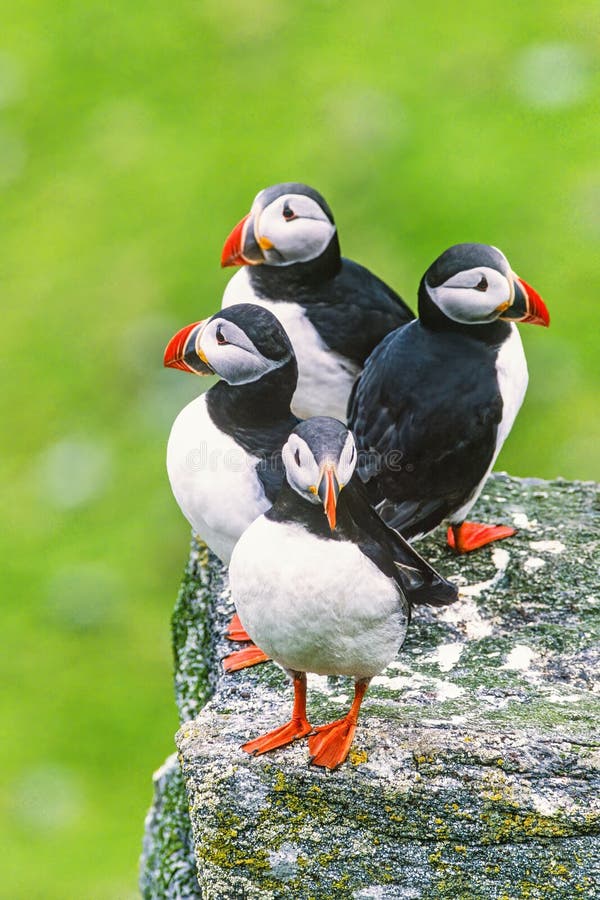 Flock of Atlantic Puffins on a Cliff Stock Image - Image of habitat ...