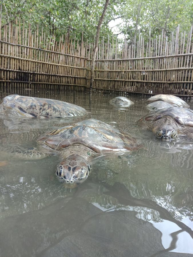 Flock attack turtle stock photo. Image of lizard, duck - 267648610