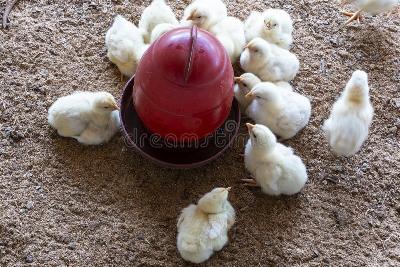 A Flock of Baby Chicken Drinking Water in the Open Farm Stock Photo ...