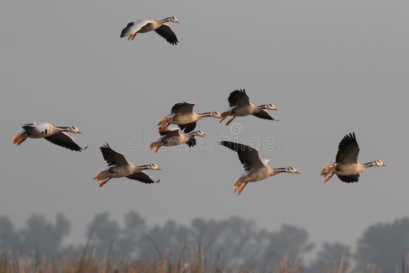 A Flock of Bar Headed Geese in Flight in a Formation Stock Photo ...