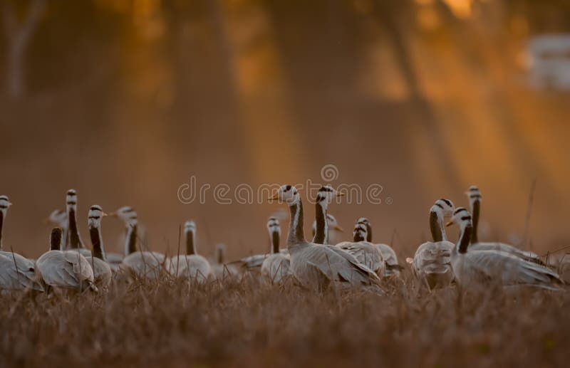 Flock Bar Headed Goose at Sunset Stock Photo - Image of colored ...