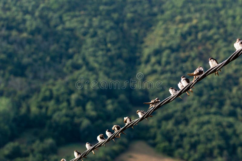 Flock of Barn Swallows on Power Lines with a Forest Unfocused in ...