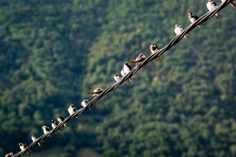 Flock Of Barn Swallows On Power Lines With A Forest Unfocused In ...
