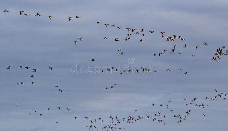 Barnacle Goose Flying Over Oland, Sweden Stock Photo - Image of flock ...