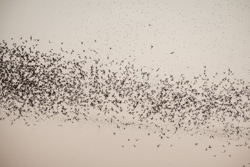 Flock of Bat Flying on Sky To Feed Stock Image - Image of bats, mystery ...