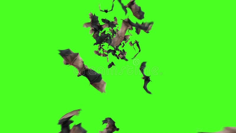 Flock of Bats Animals Halloween Green Screen Stock Video - Video of ...