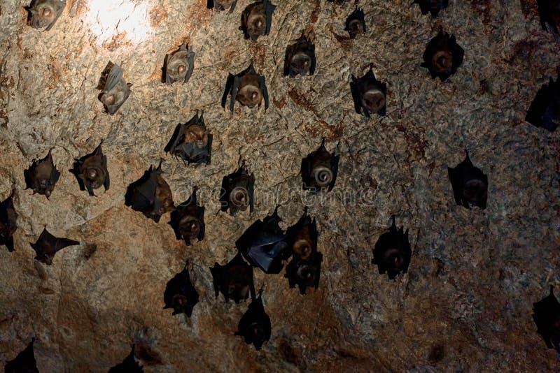 A Flock of Bats Sleep on the Ceiling in a Cave. with a Flashlight in ...