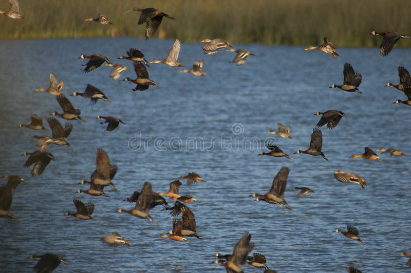 Flock of Beautiful Black Birds Flying Above the Lake Stock Photo ...