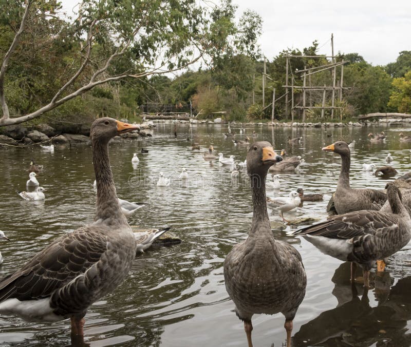 A Flock of Beautiful Domestic Geese by the Lake Stock Image - Image of ...