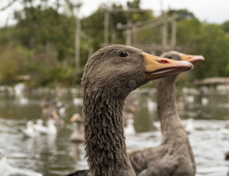 A Flock of Beautiful Domestic Geese by the Lake Stock Photo - Image of ...