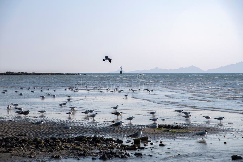 Flock of Beautiful Doves Perched on the Beach during the Daytime Stock ...