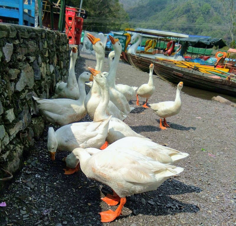 Flock of Beautiful Ducks Taking Food from People. Stock Photo - Image ...