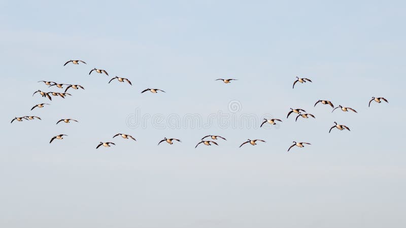 Flock of Beautiful Migrating Birds Flying in the Sky Stock Image ...