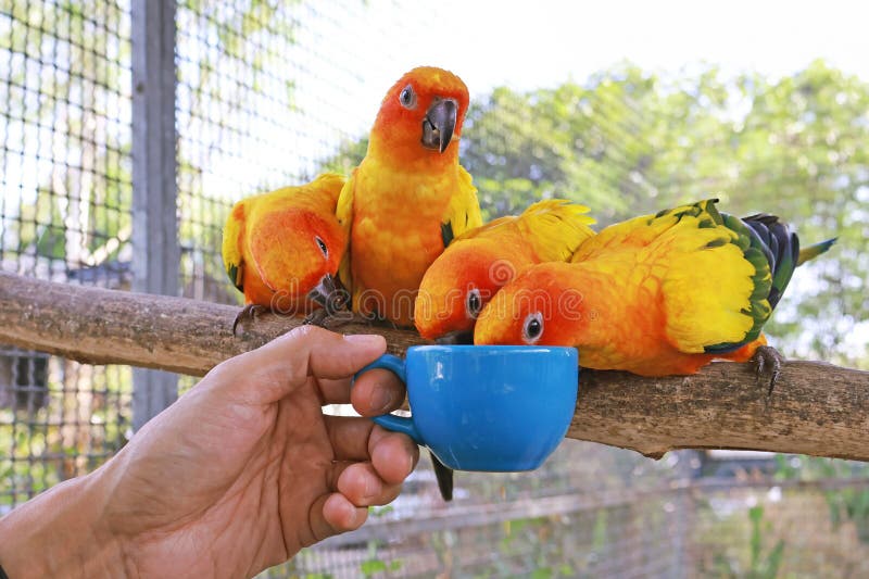 Flock of Sun Conures Being Fed in a Large Aviary Stock Photo - Image of ...
