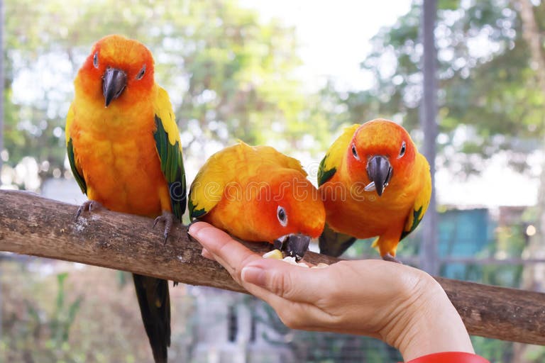 Flock of Sun Conures Being Fed in a Large Aviary Stock Image - Image of ...
