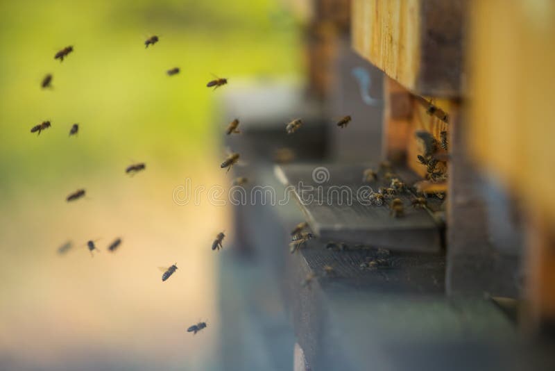 A Flock of Bees Flying into Hive Stock Photo - Image of farm, fauna ...