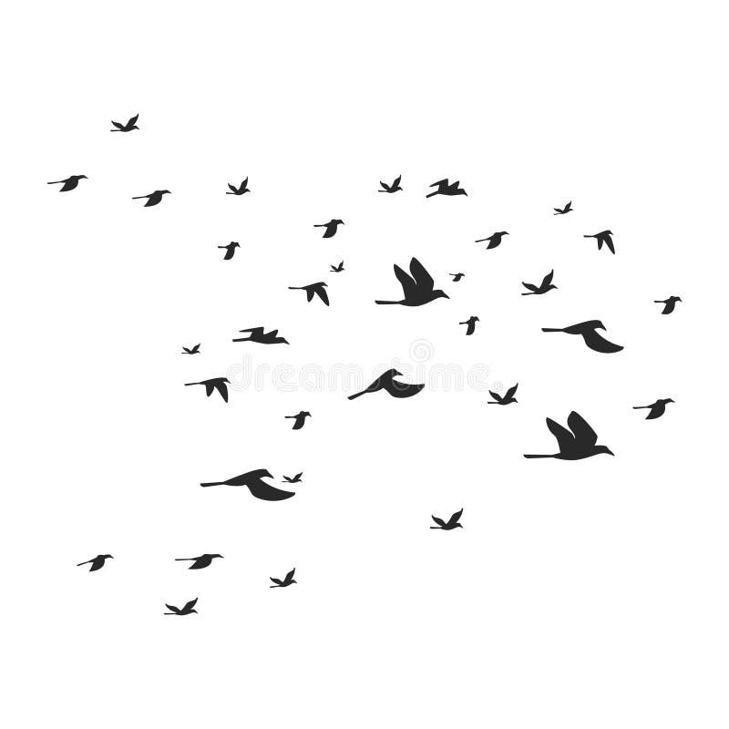 Flock of Bird Illustration stock vector. Illustration of flock - 373300647