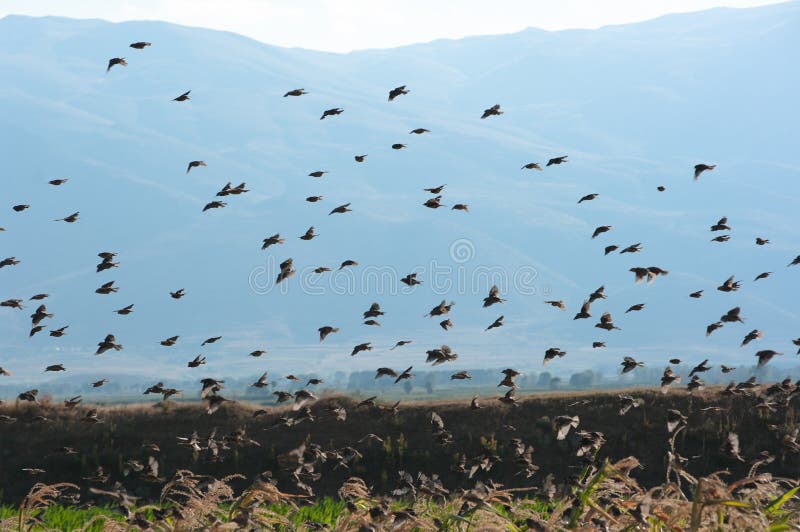 Flock Sparrows Taking Off Stock Photos - Free & Royalty-Free Stock ...