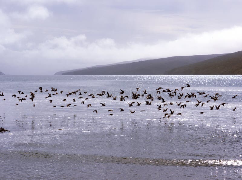 Flock of birds above water stock image. Image of birds - 11551055