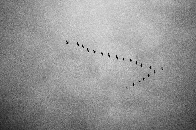 Flock of Birds in Arrow Formation Stock Image - Image of leadership ...