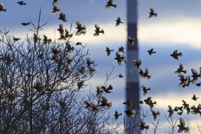 Flock of birds in backlit stock photo. Image of life - 68813202