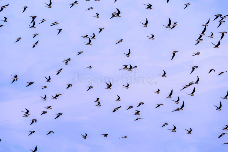 Flock of birds on blue sky stock photo. Image of ornithology - 76639030