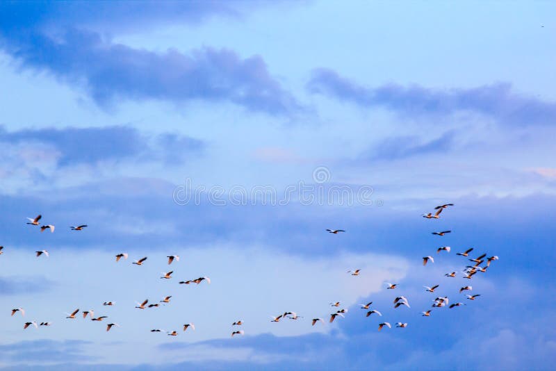 Flock of Birds in the Blue Sky with Clouds Stock Image - Image of ...