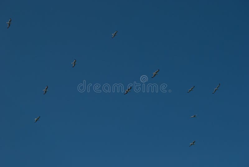 Eleven Seagulls Flying in the Sky Stock Image - Image of coast, group ...