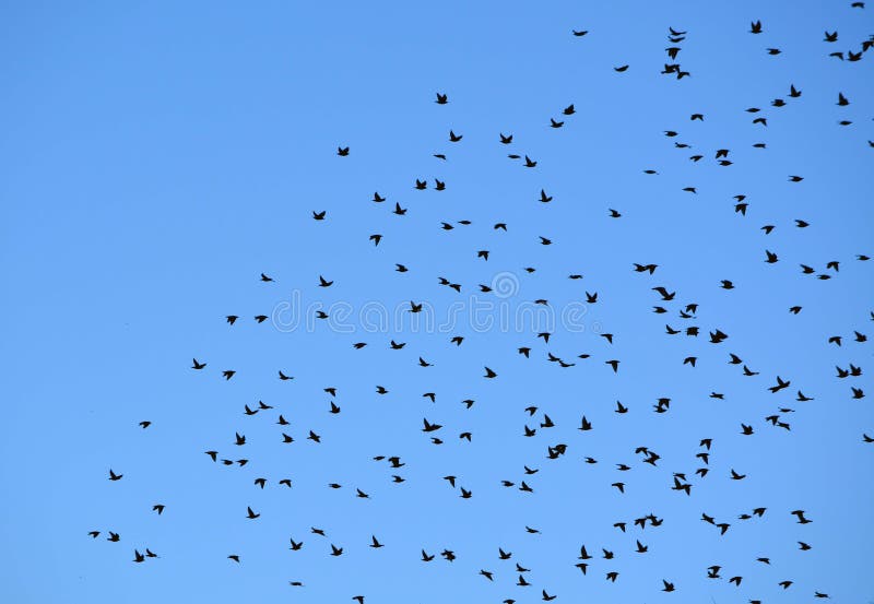 Flock of Birds in Blue Sky stock image. Image of bird - 46616005