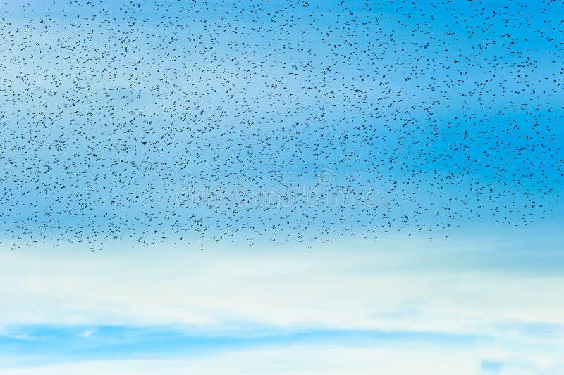 Flock of birds on blue sky stock image. Image of blue - 62798663