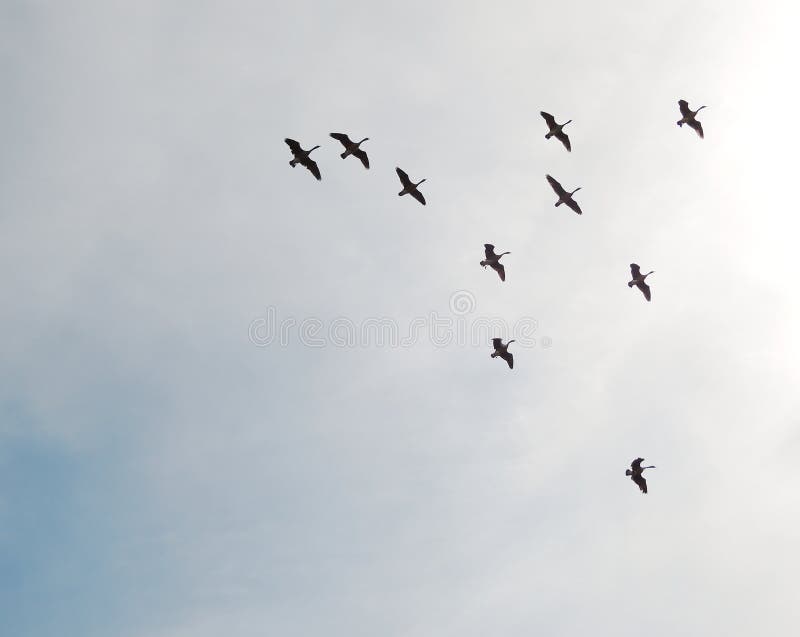 Flock of birds stock photo. Image of silhouette, claws - 14419376