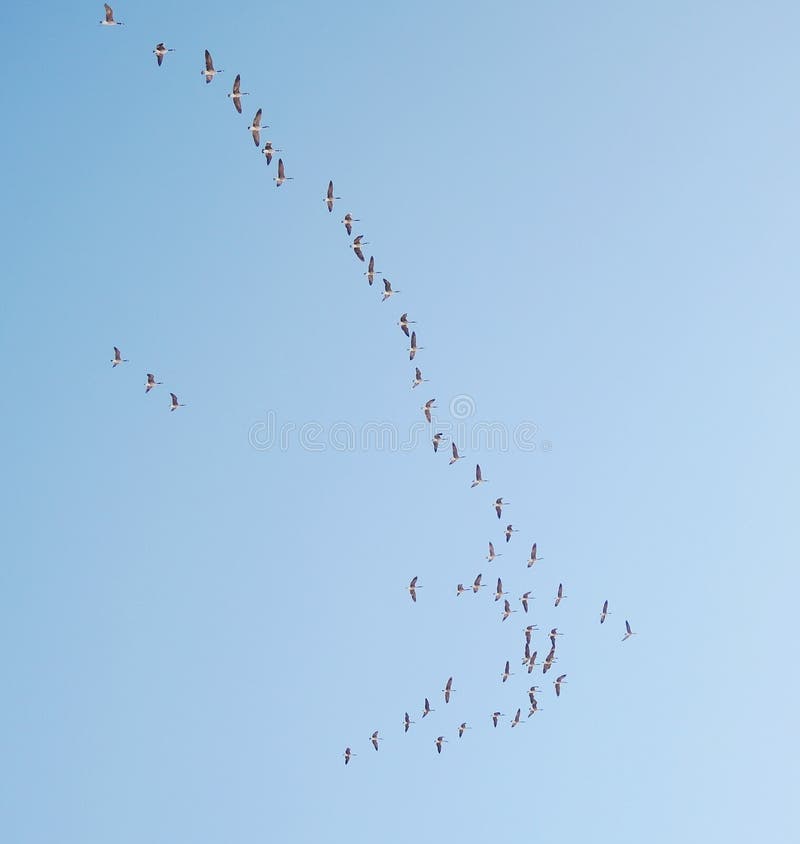 Flock birds stock photo. Image of flying, geese, waterfowl - 50673862
