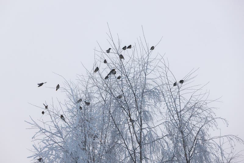 Birds on branches stock photo. Image of snow, sitting - 7722974
