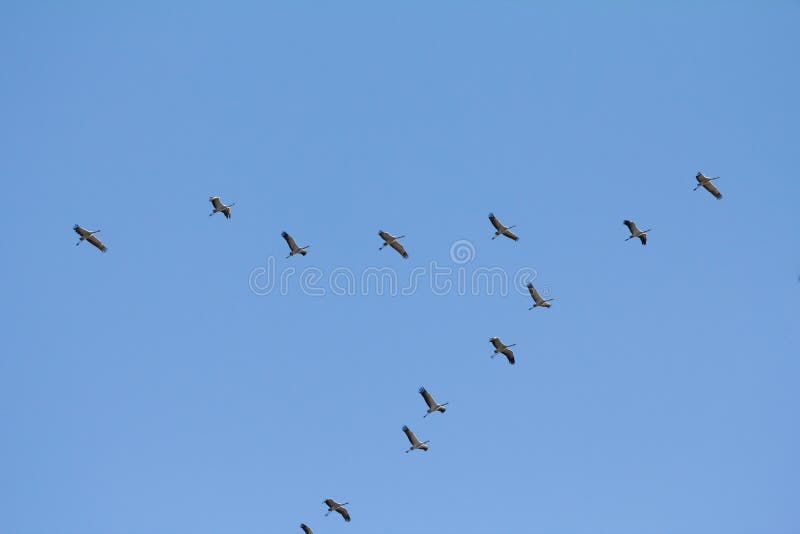Flock of Birds, Common Storks Flying in V Shape in Typical Order with a ...