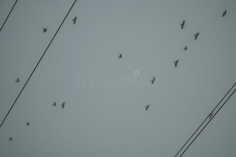 Flock of Birds Crows Flies Across the Sky in Fog in Winter Stock Image ...