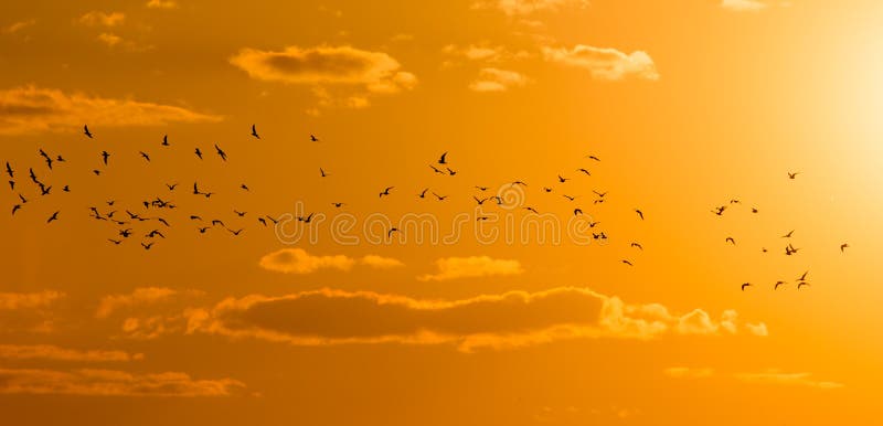 A Flock of Birds at Dawn, the Sun Stock Photo - Image of geese, sunset ...