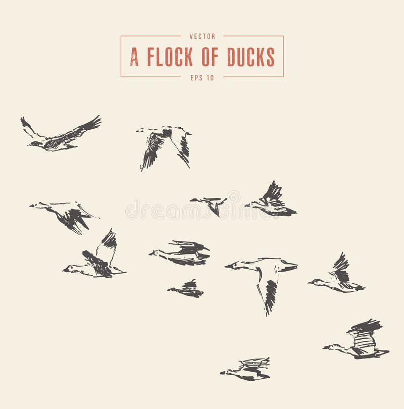 A Flock of Birds Drawn Vector Illustration, Sketch Stock Vector ...